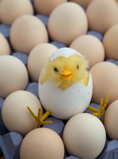 Packaging Fresh Organic Eggs Just Easter Editorial Stock Photo - Stock ...
