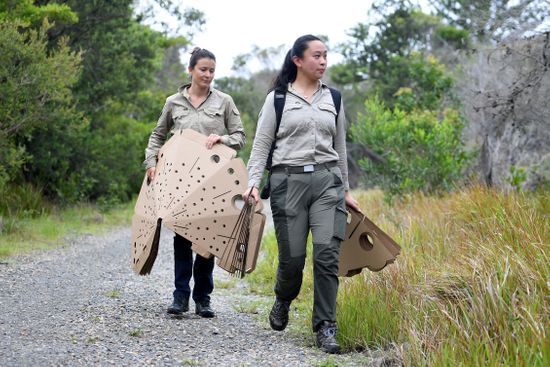 Ecologist Viyanna Leo L Phd Candidate Editorial Stock Photo - Stock ...