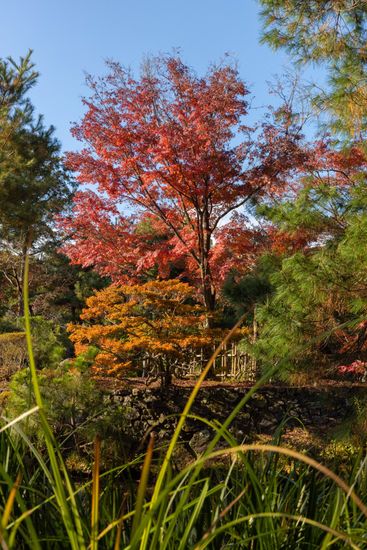 Momiji Tree Japanese Maple Seen Near Editorial Stock Photo - Stock ...