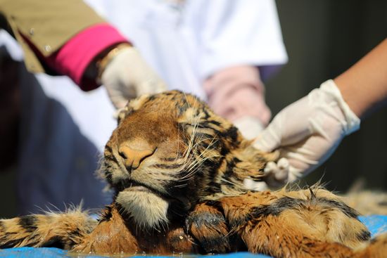 Veterinarians Aceh Natural Resources Conservation Agency Editorial ...