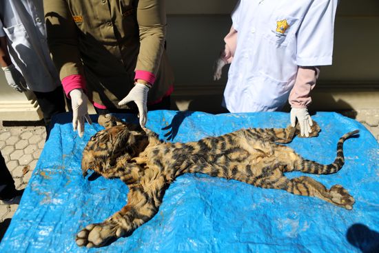 Veterinarians Aceh Natural Resources Conservation Agency Editorial ...