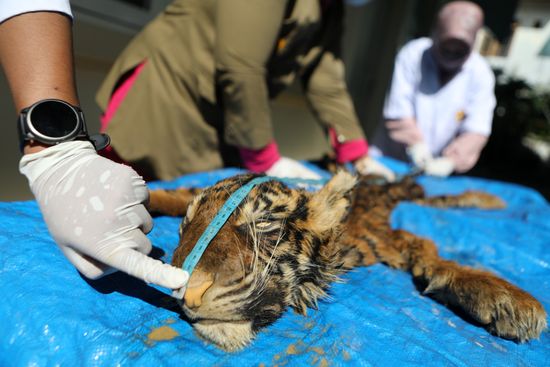 Veterinarians Aceh Natural Resources Conservation Agency Editorial ...