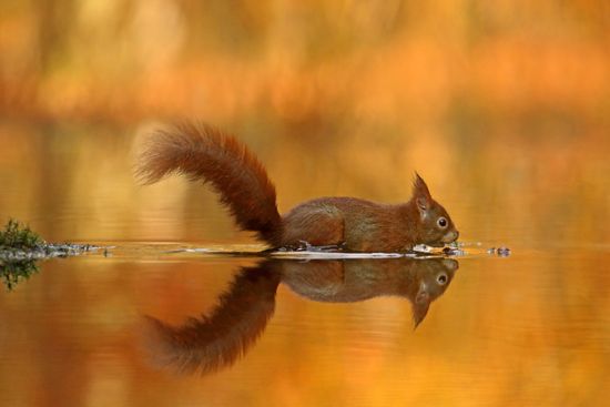 Pictured Photographer Captures Woodland Animals Reflections Editorial ...