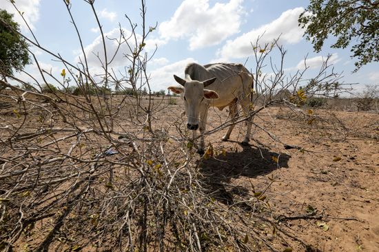 Emaciated Cow Tries Feed On Tree Editorial Stock Photo - Stock Image ...