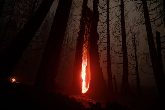 Embers Fly Burning Trunk Windy Fire Editorial Stock Photo - Stock Image ...