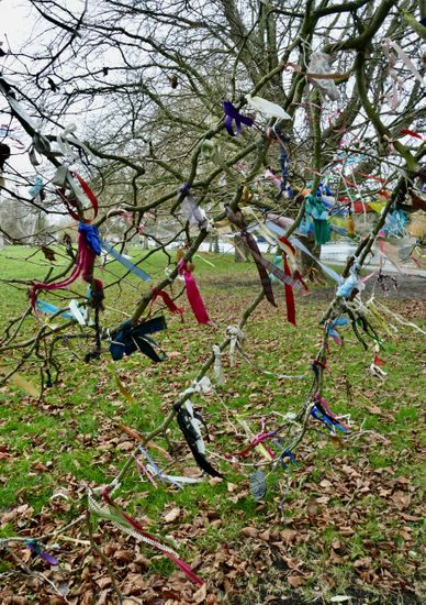 Many Ribbons Now Adorn Wishing Tree Editorial Stock Photo - Stock Image ...