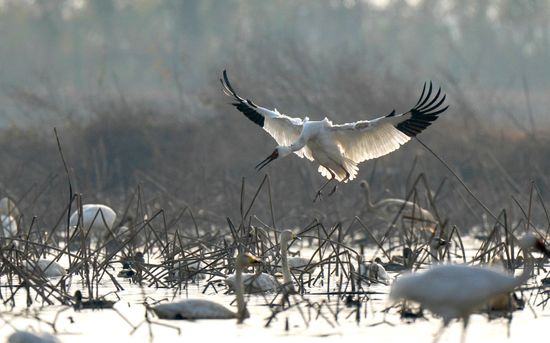 White Crane Flies Over Wuxing White Editorial Stock Photo - Stock Image ...