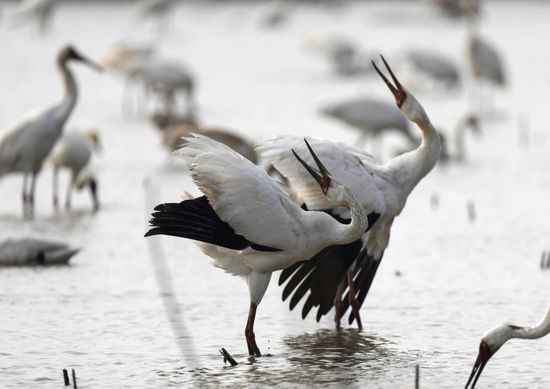White Cranes Seen Wuxing White Crane Editorial Stock Photo - Stock ...