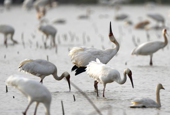 White Cranes Seen Wuxing White Crane Editorial Stock Photo - Stock ...