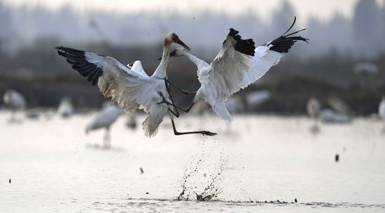 White Cranes Seen Wuxing White Crane Editorial Stock Photo - Stock ...