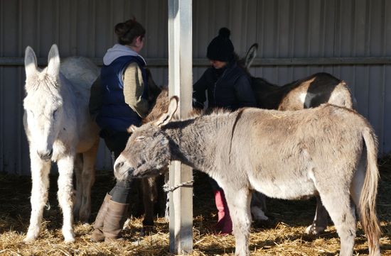 Donkeys Island Farm Sanctuary Enjoy Afternoon Editorial Stock Photo ...