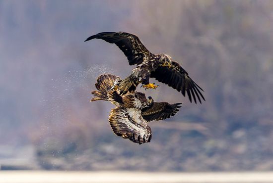 Bald Eagle Tears Out Anothers Feathers Editorial Stock Photo - Stock ...
