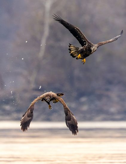 Bald Eagle Tears Out Anothers Feathers Editorial Stock Photo - Stock ...