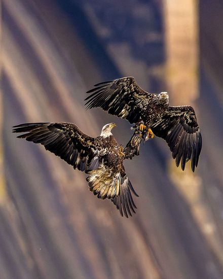 Bald Eagle Tears Out Anothers Feathers Editorial Stock Photo - Stock ...