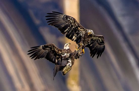Bald Eagle Tears Out Anothers Feathers Editorial Stock Photo - Stock ...