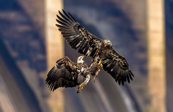 Bald Eagle Tears Out Anothers Feathers Editorial Stock Photo - Stock ...