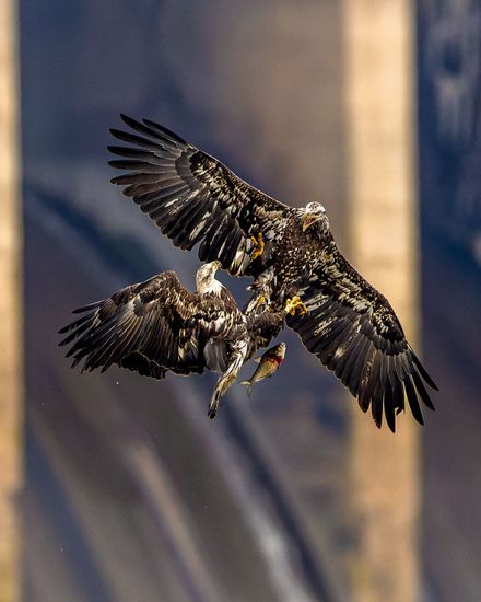 Bald Eagle Tears Out Anothers Feathers Editorial Stock Photo - Stock ...