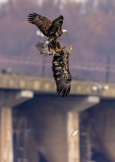 Bald Eagle Tears Out Anothers Feathers Editorial Stock Photo - Stock ...