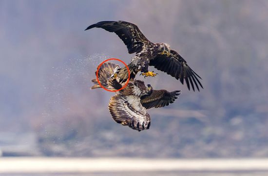 Bald Eagle Tears Out Anothers Feathers Editorial Stock Photo - Stock ...