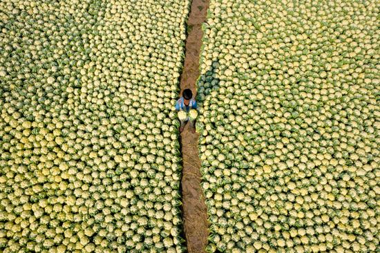 Thousands Cauliflower Lined Stall the Vegetables Editorial Stock Photo ...