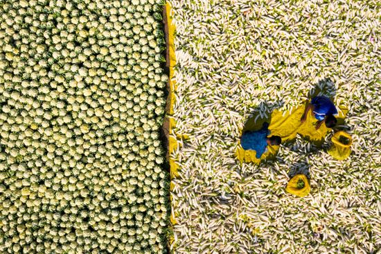 Thousands Cauliflower Lined Stall the Vegetables Editorial Stock Photo ...