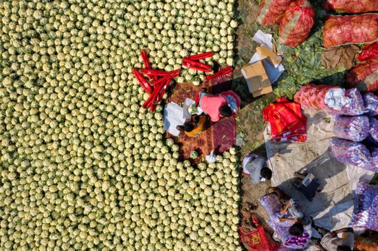 Thousands Cauliflower Lined Stall the Vegetables Editorial Stock Photo ...