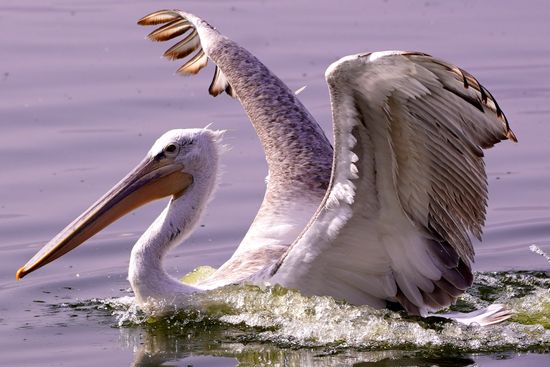 Pelicans Inside Anasagar Lake Ajmer Temperature Editorial Stock Photo ...