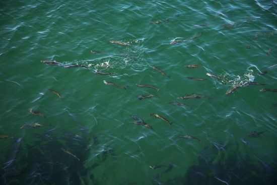 Fish Chimney Atlantic Mackerel Scomber Scombrus Editorial Stock Photo ...