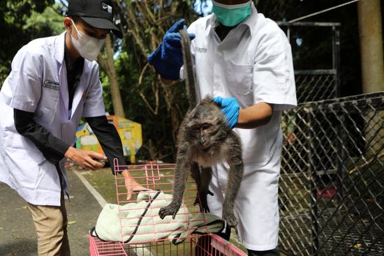 Veterinarians Aceh Natural Resources Conservation Center Editorial ...
