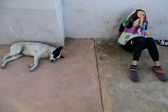 Central American Migrant Dog Inside Casa Editorial Stock Photo - Stock ...