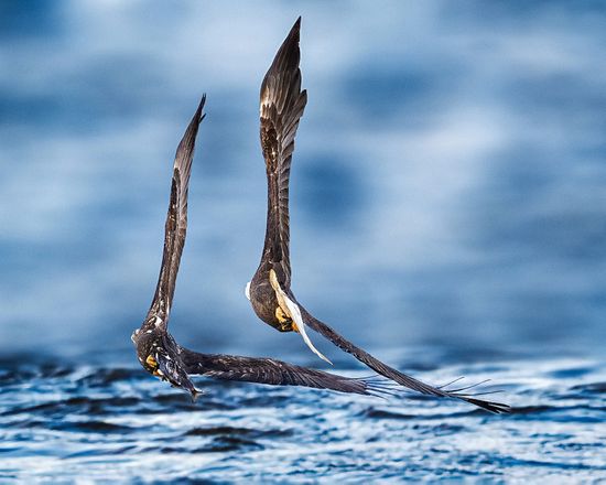 Eagles Fly Perfect Formation Like Red Editorial Stock Photo - Stock ...