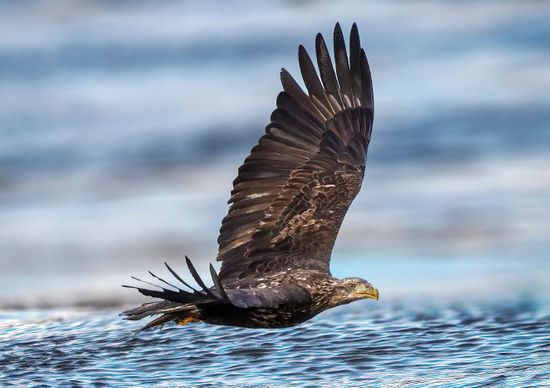 Eagles Fly Perfect Formation Like Red Editorial Stock Photo - Stock ...