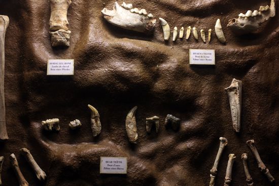 Teeth Bones Other Artefacts Found Kents Editorial Stock Photo - Stock ...