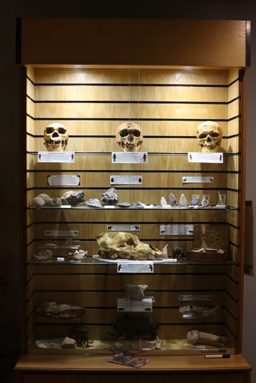 Skulls Bones Early Tools Other Artefacts Editorial Stock Photo - Stock ...