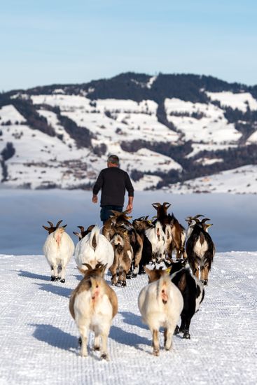Man Leads Goat Flock Through Snow Editorial Stock Photo - Stock Image ...