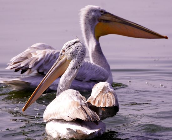 Pelicans Inside Anasagar Lake Ajmer Rajasthan Editorial Stock Photo ...