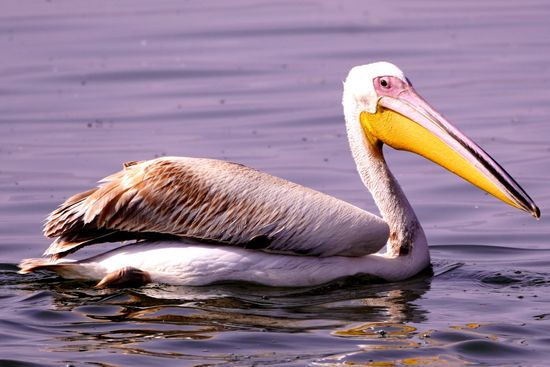 Pelicans Inside Anasagar Lake Ajmer Rajasthan Editorial Stock Photo ...