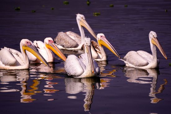Pelicans Inside Anasagar Lake Ajmer Rajasthan Editorial Stock Photo ...