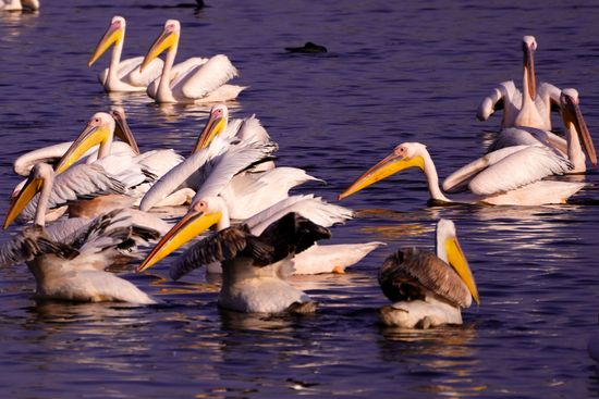 Pelicans Inside Anasagar Lake Ajmer Rajasthan Editorial Stock Photo ...
