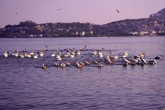 Pelicans Inside Anasagar Lake Ajmer Rajasthan Editorial Stock Photo ...