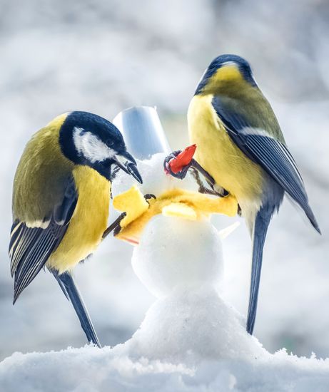 Two Birds Appear Work Together Build Editorial Stock Photo - Stock ...