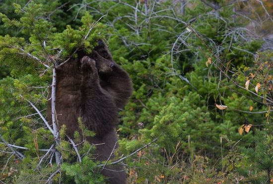 American Black Bear Rubbing Against Tree Editorial Stock Photo - Stock ...