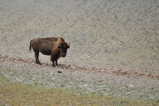 Plain Bison Inside Bison Paddock Loop Editorial Stock Photo - Stock ...