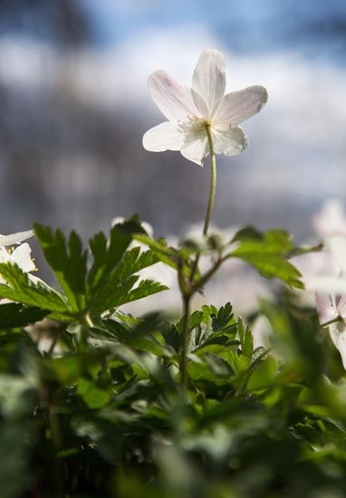 Sea White Anemones Anemonoides Nemorosa Syn Editorial Stock Photo ...