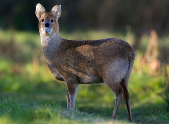 Chinese Water Deer Shows Off Fangs Editorial Stock Photo - Stock Image ...