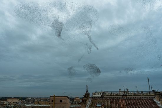 Flock Starlings Fly Over Rome Rooftops Editorial Stock Photo - Stock ...