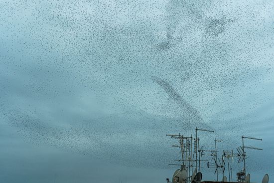 Flock Starlings Fly Over Rome Rooftops Editorial Stock Photo - Stock ...