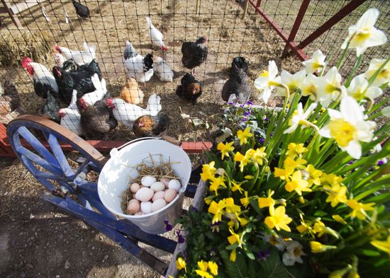Hens Hen House On Farm Countryside Editorial Stock Photo - Stock Image ...
