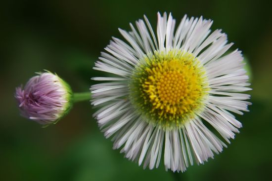 Closeup Wild Daisy Flowers Markham Ontario Editorial Stock Photo ...