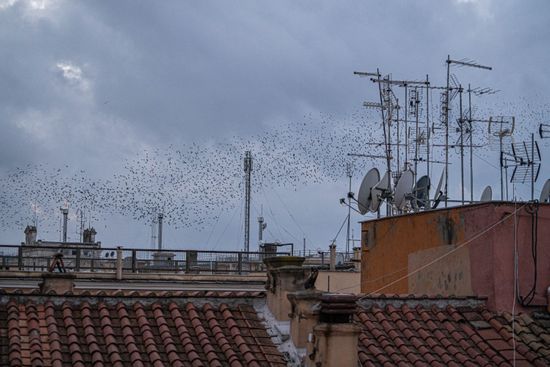 Murmuration Starlings Fly Sunset Over Rome Editorial Stock Photo ...